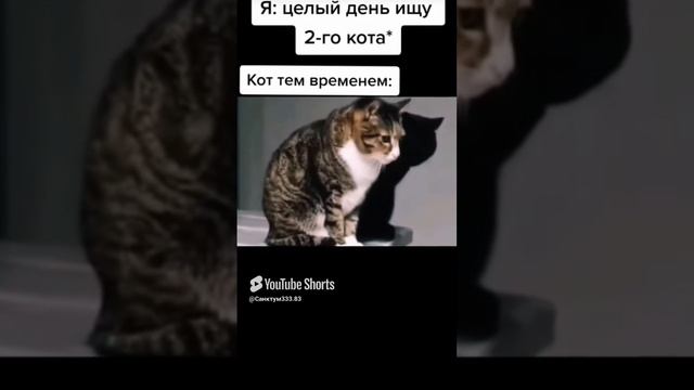целый день ищу второго кота