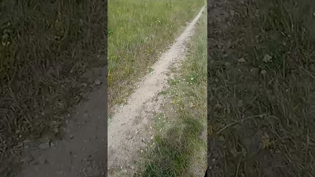 Перри рысью через лес