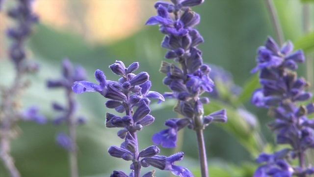 'Древлегорск' 'Оять'