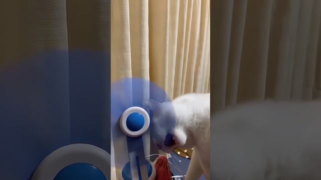 Кот и вентилятор: опасная игра