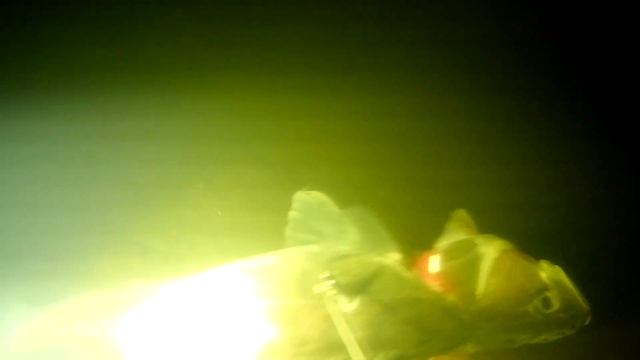 Подводная охота на судака и налима.