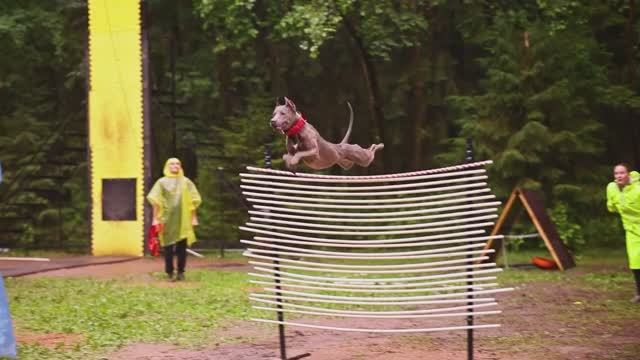 Рекорд России High jump (безопорный прыжок) 2,5 м. Прайтер Кристобель.