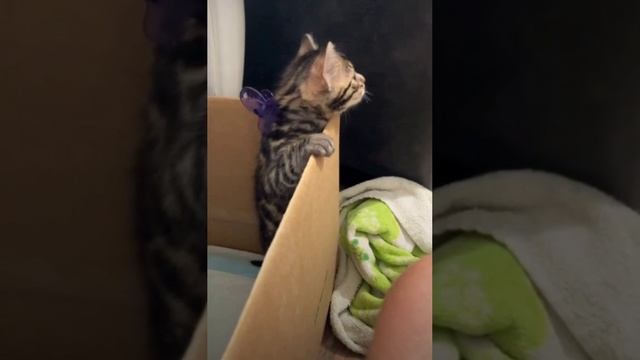 Котенок и палец человека