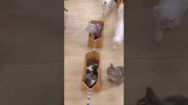 Кото-поезд: не мешайте проезду !