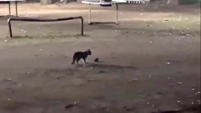 Что будет если котенок встретит лягушку &