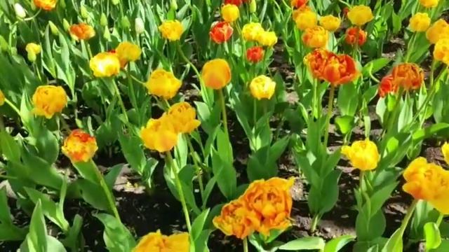 Прекрасные тюльпаны!