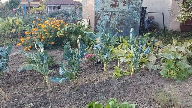 Старая дача уборка в сентябре