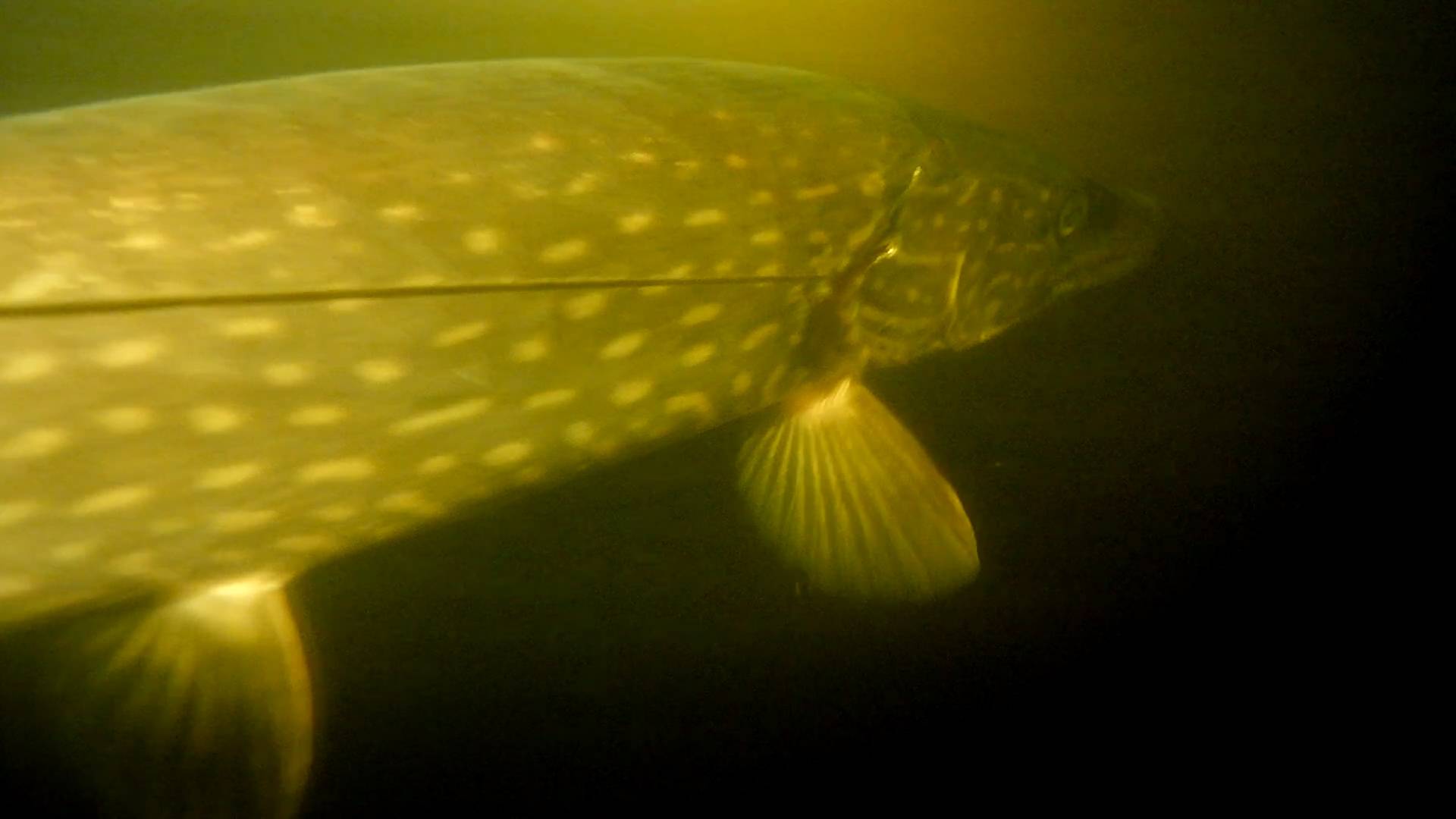 Подводные хулиганы. Щука.