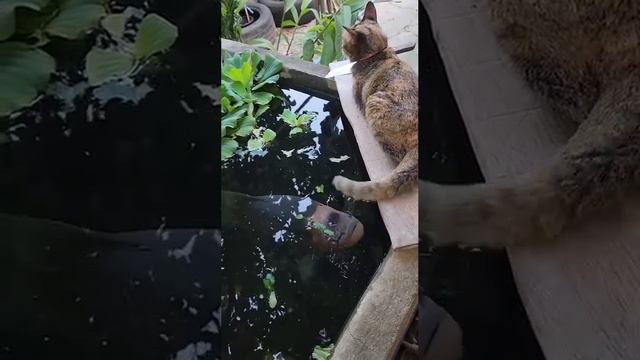 Кот и рыба: кто кого?