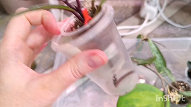 шестая полочка с хойями