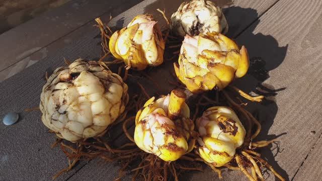 Спец.Подложка для ЛИЛИЙ при осенней посадки от грызунов. Аптека, шприц, кошачий наполнитель.