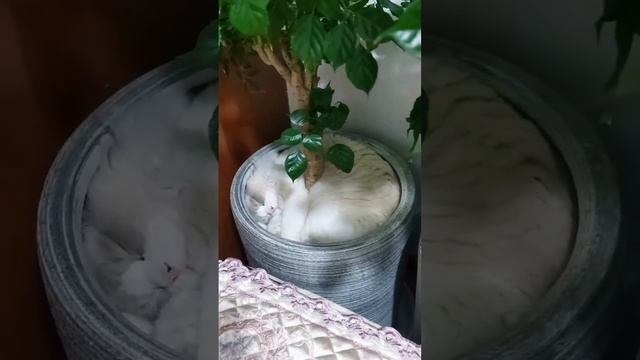Кот спит в цветочном горшке