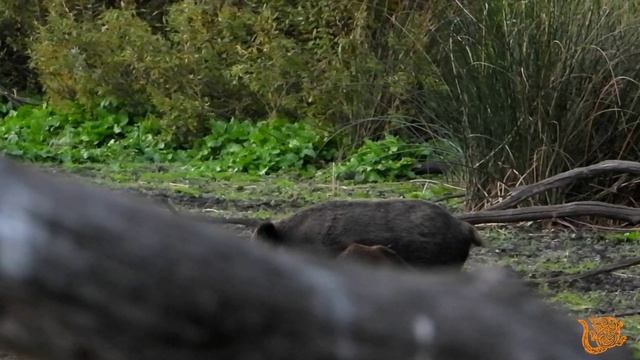 Лесные разборки или кто в лесу самый крутой)))