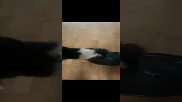 Вальдо и пылесос :)