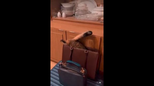 Нашли куда спрятать колбасу