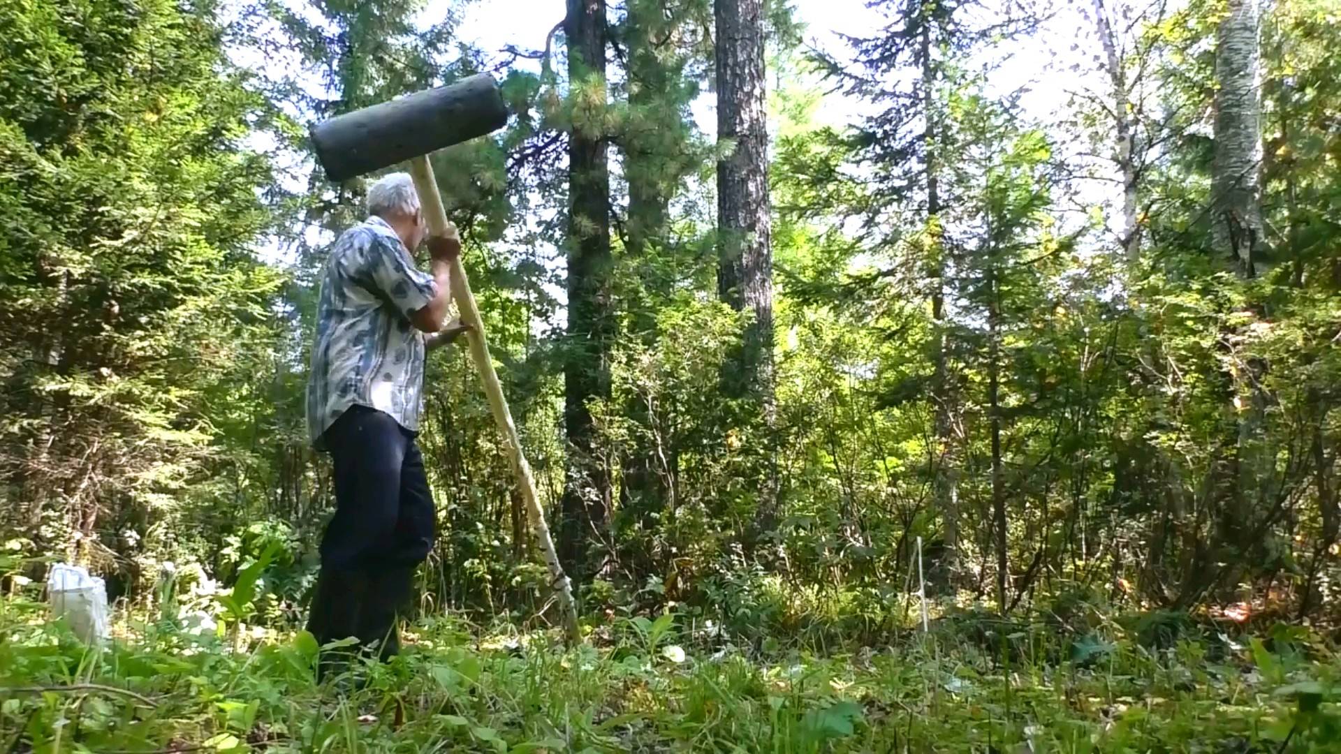 Как заготовить кедровые шишки