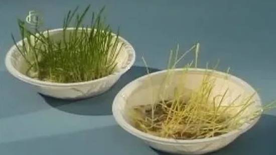 Цитология. Необходимость света для синтеза хлорофилла