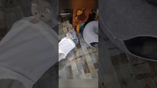 Музей кошки