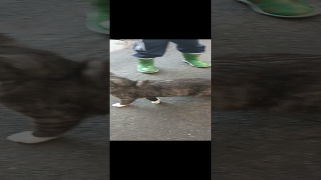 Рома играет с кошечкой