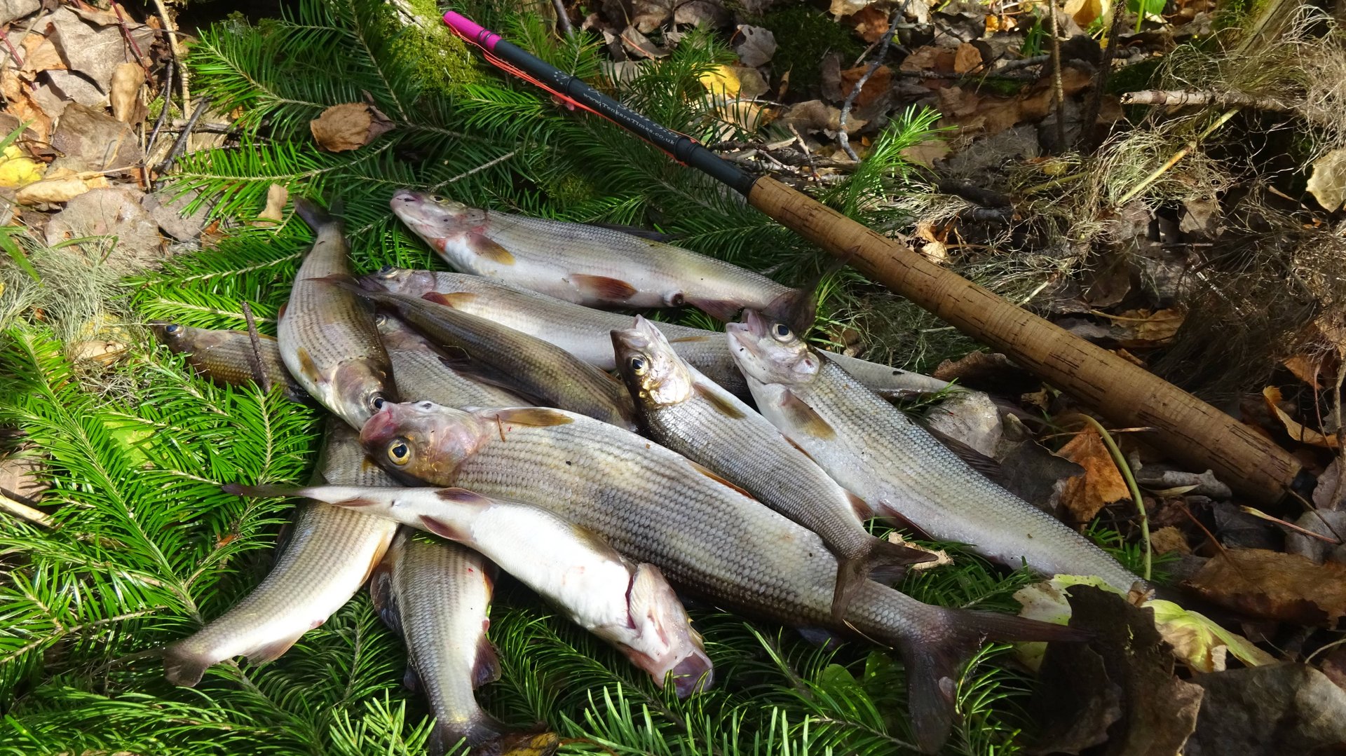 Тенкара в удовольствие.