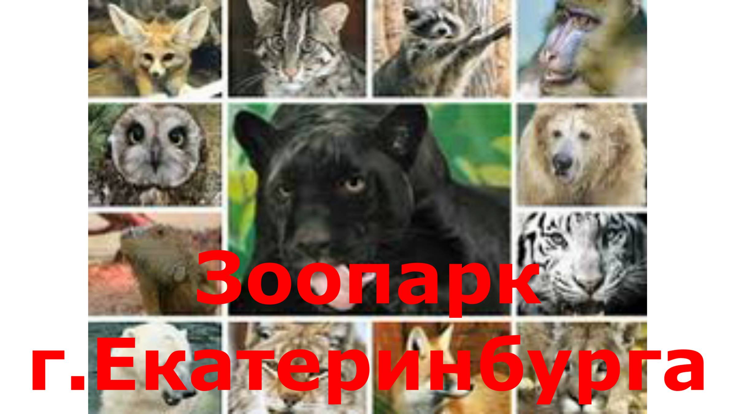 Зоопарк Екатеринбурга. Сентябрь 2024г.