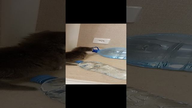 Пушистый серый котенок.