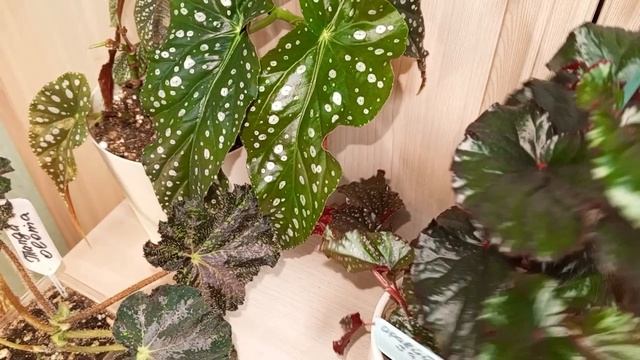 Мои бегонии//Опять в огород!🤗🌿