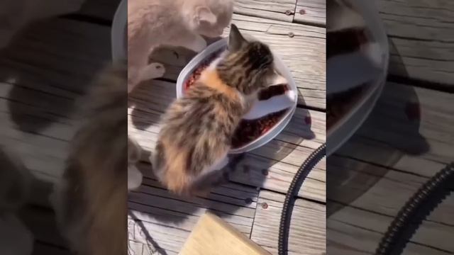 Жестокая борьба котят за сухой корм