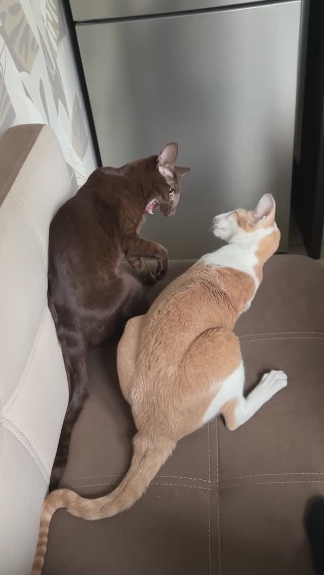 Новые игрища Гриша и Миша #cat #funny #oriental #кот #ориентал #ориенталы