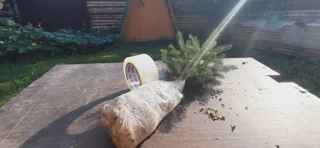 Упаковка саженца ели канадской