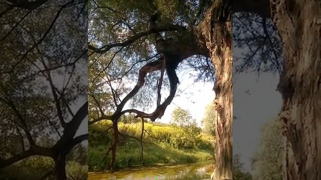 Ещё прекрасные моменты! Солнечные блики, бегущие по ветвям старинной ивы.