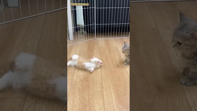 ММА среди котят