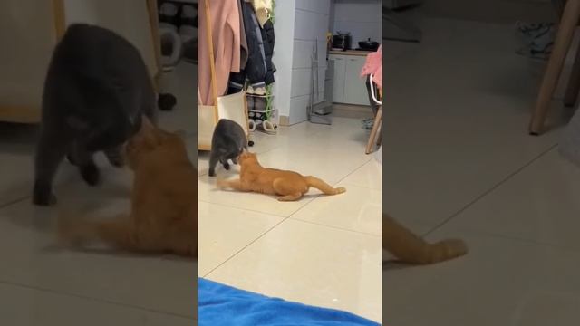 Смешные коты