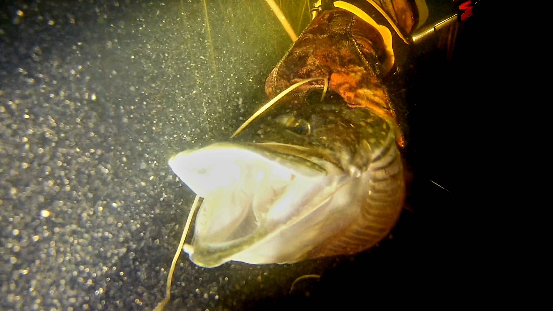 Подводная охота и немного приборного поиска.