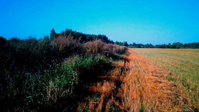 Часть 8 Заброшенне тракты Смоленщины Старая Смоленская дорога из Вязьмы до Гагарина