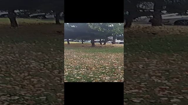 Считаем ворон 🙂Набережные Челны 
03-10-2024