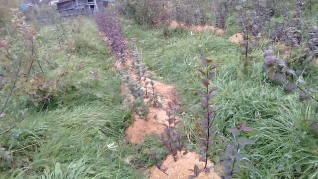 подвои для плодовых, небольшое объявление