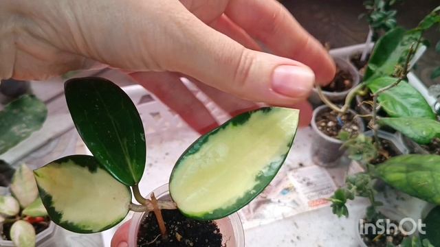 последняя полочка с хойями // излишки🌿