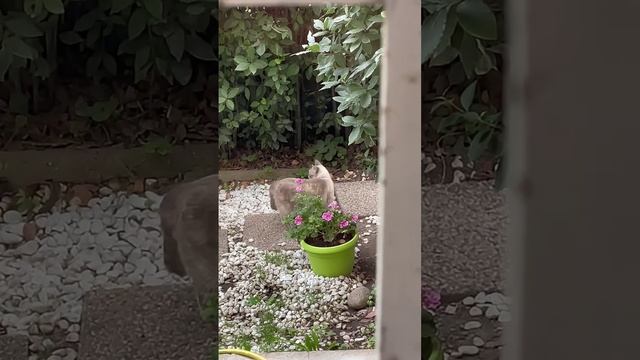 Полицейская сирена крутится вот так