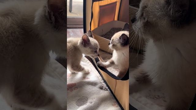 Котята в битве за палатку. Кто смешнее?