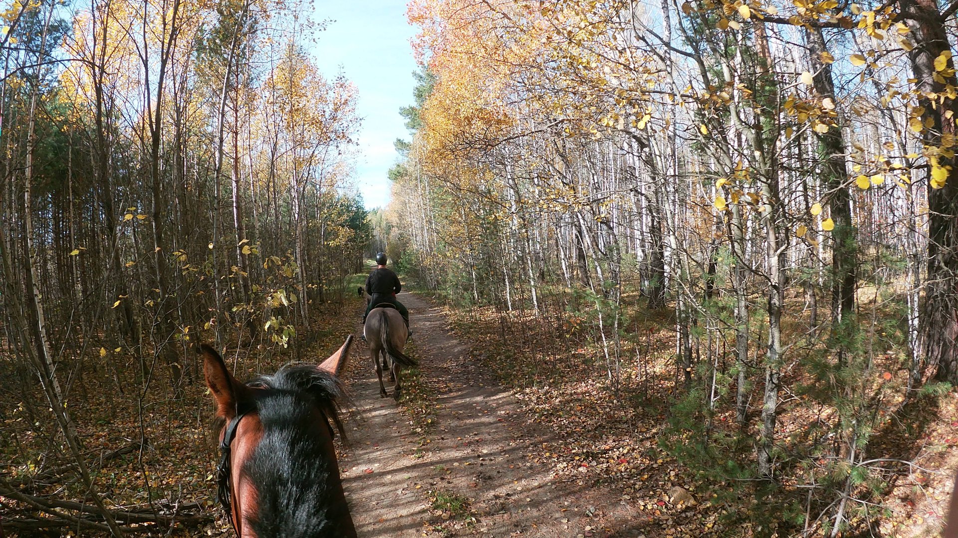 Верховая прогулка по лесу и полю
