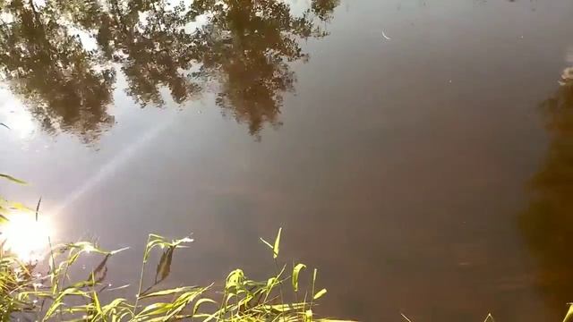 Солнце в реке ☀️