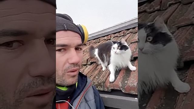 Мяу-мяу-мяу! Где у тебя морда, ГАД