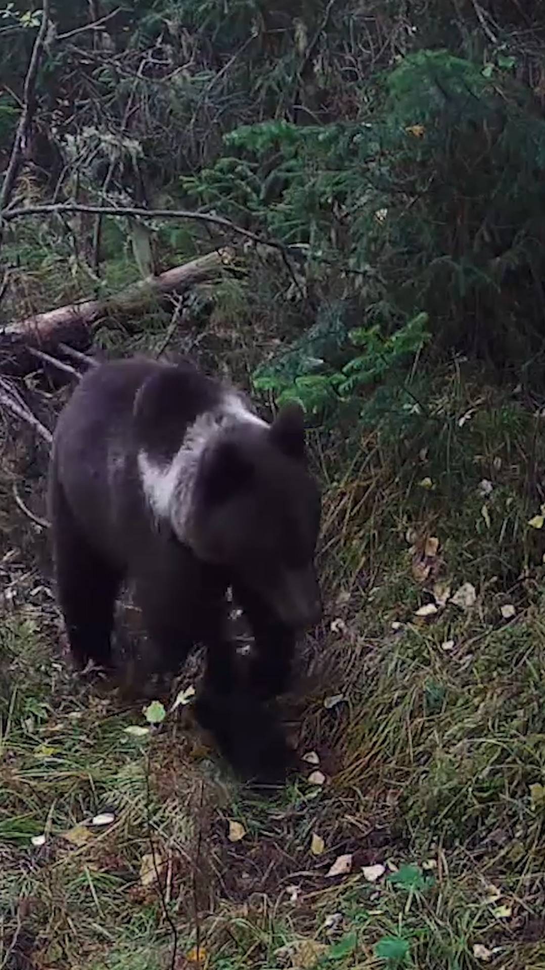 Медведи ходят по пятам