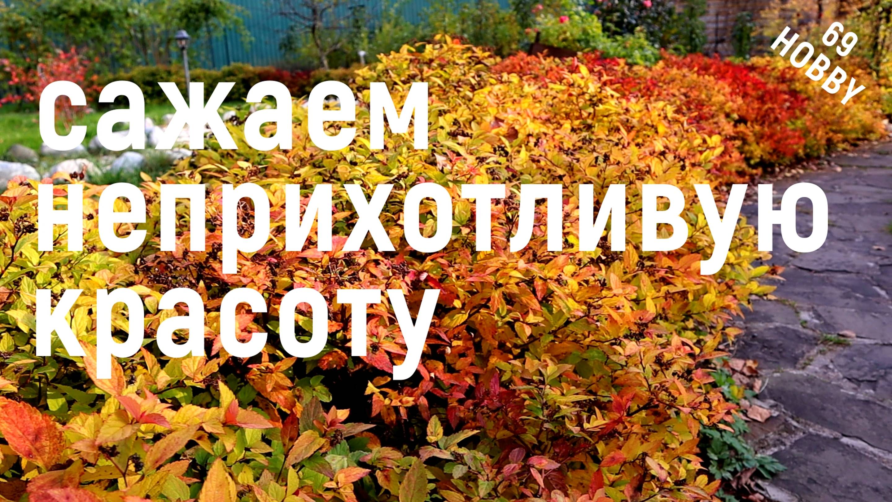 Осенняя посадка СПИРЕИ! Сорт ГОЛДФЛЕЙМ!