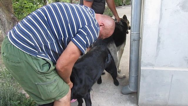 Вязка Багиры и Рокки 16.07.2024 года