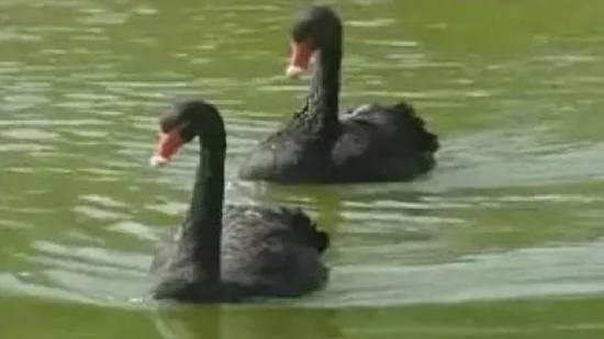 Отряд гусеобразные