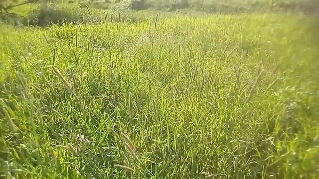 Лето - моя любовь! ❤☀
#лето#любовь#птицы
#ветер#flowers#instagram
#love#life