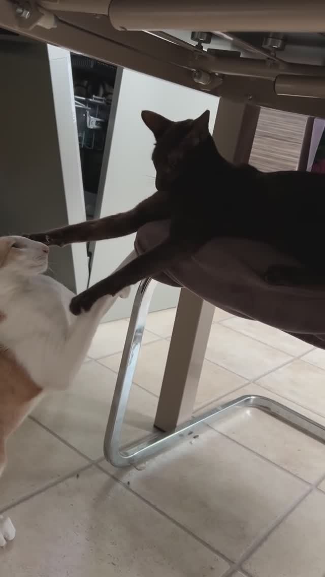 Игрища. Миша и Гриша #cat #funny #oriental #кот #ориентал #ориенталы