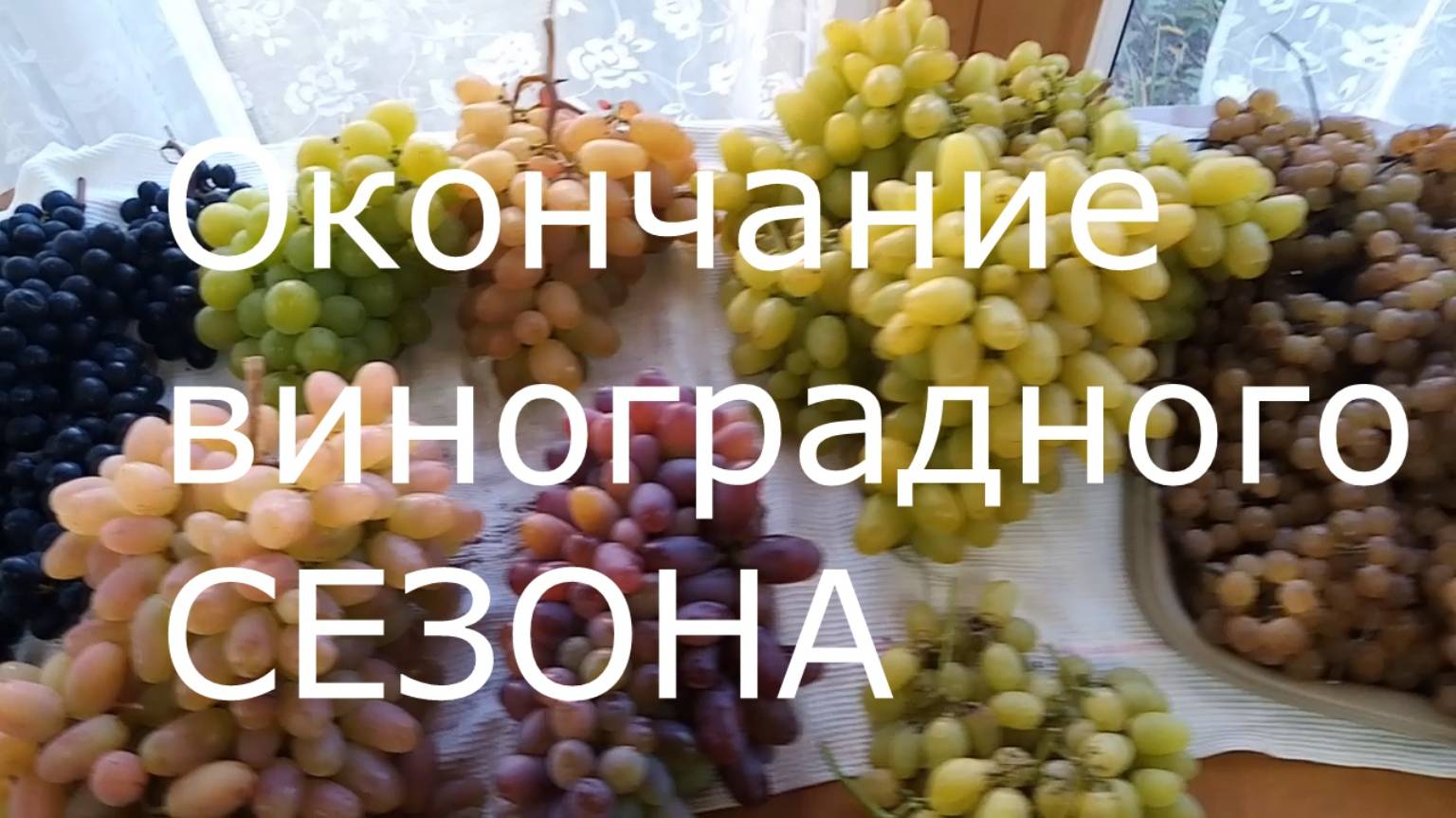 Окончание виноградного сезона.